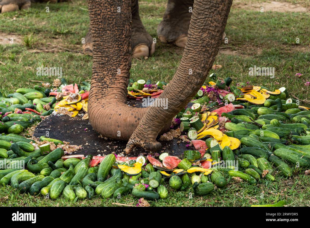 Close-up of an elephant trunk eating fruits and vegetables, at the ...