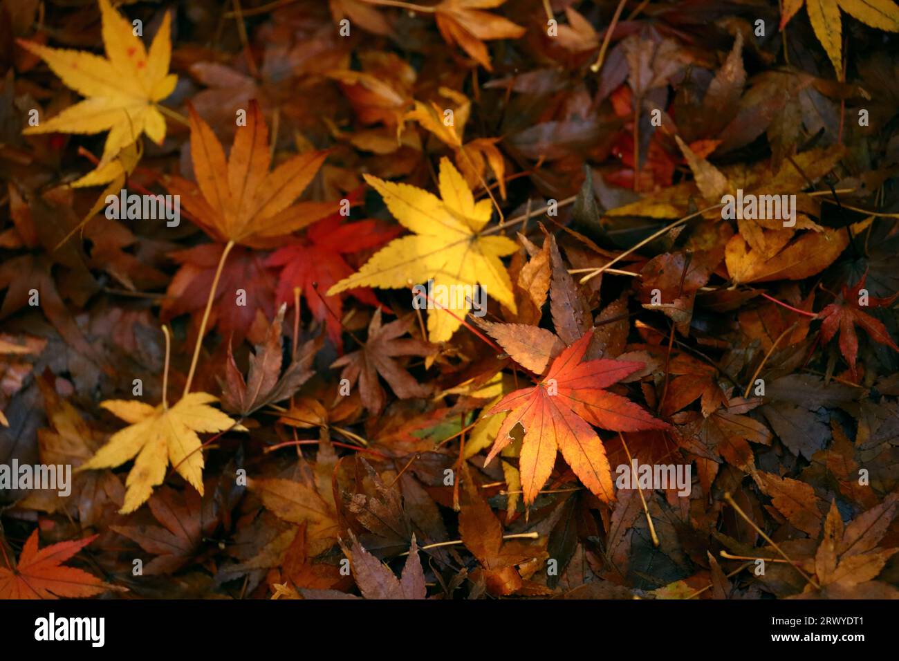 Fallen leaves of Japanese maple with bright yellow color Stock Photo ...