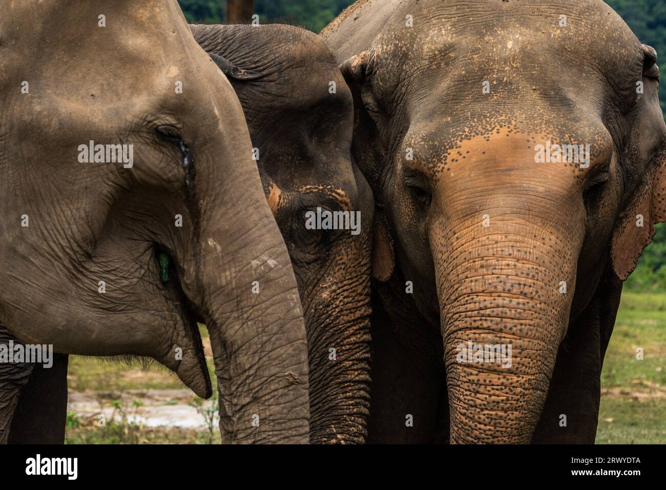 A close-up of a group of Thai female elephants, at the Elephant Nature ...