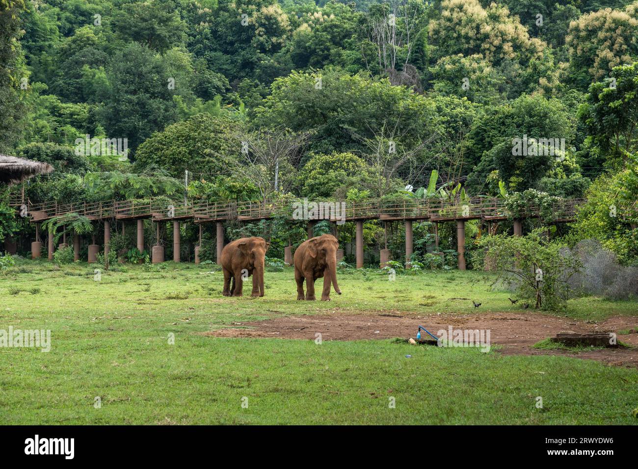 Thai elephants are seen in the early morning at the Elephant Nature ...