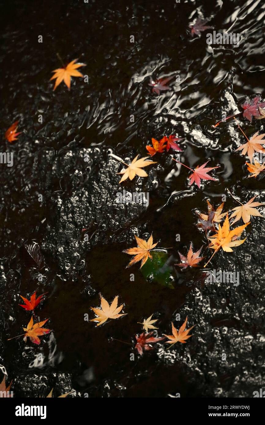 Autumn-colored fallen Japanese maple leaves floating in a stream of water above a rock surface ...