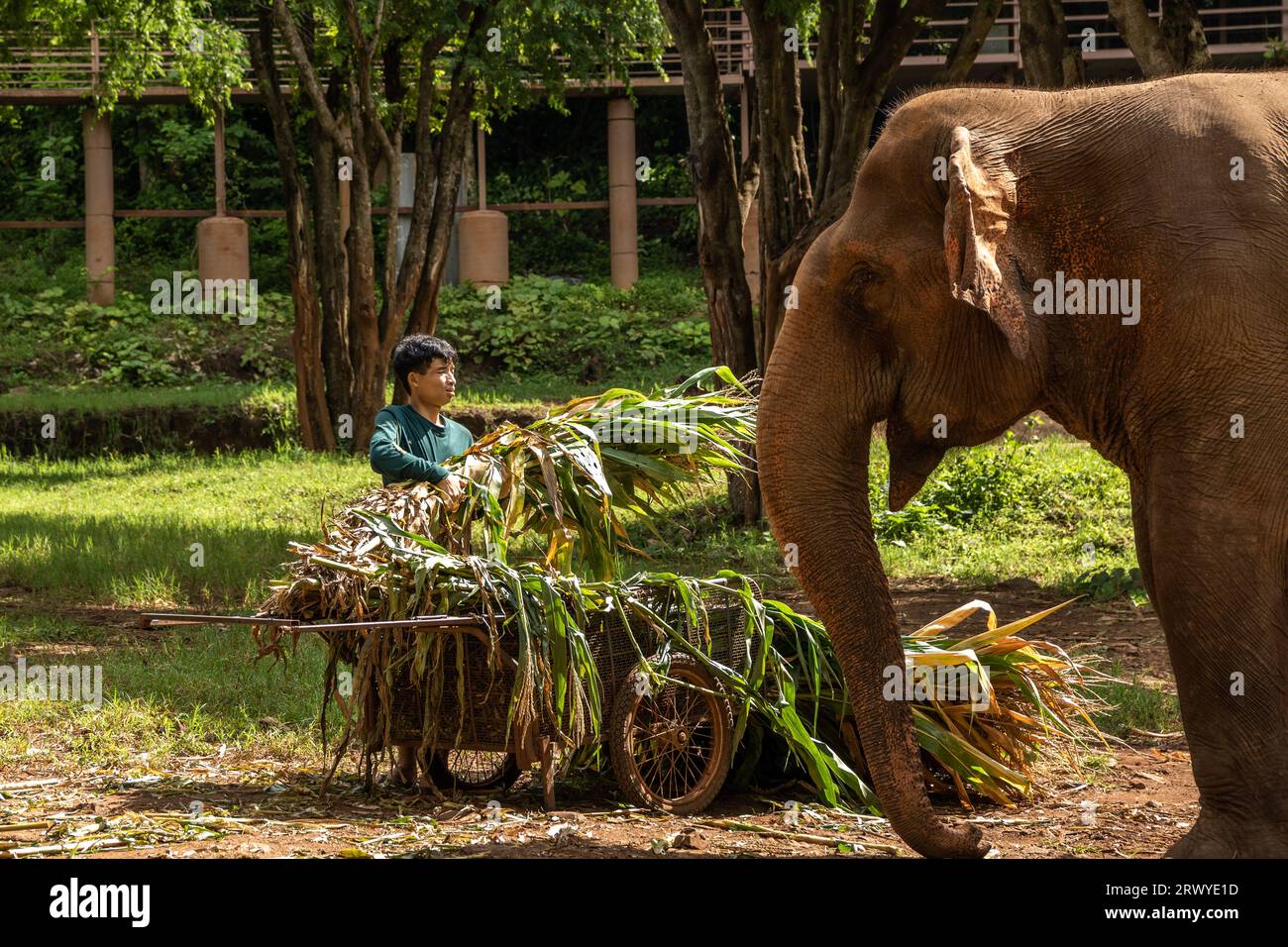 A caretaker is seen giving corn leaves to an elephant, at the Elephant ...