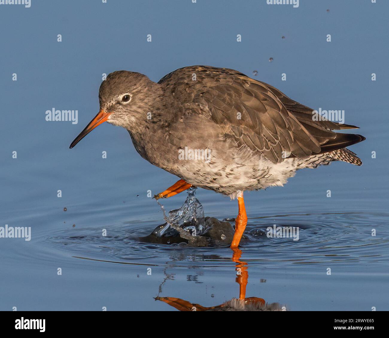 Back and the wings hi-res stock photography and images - Alamy
