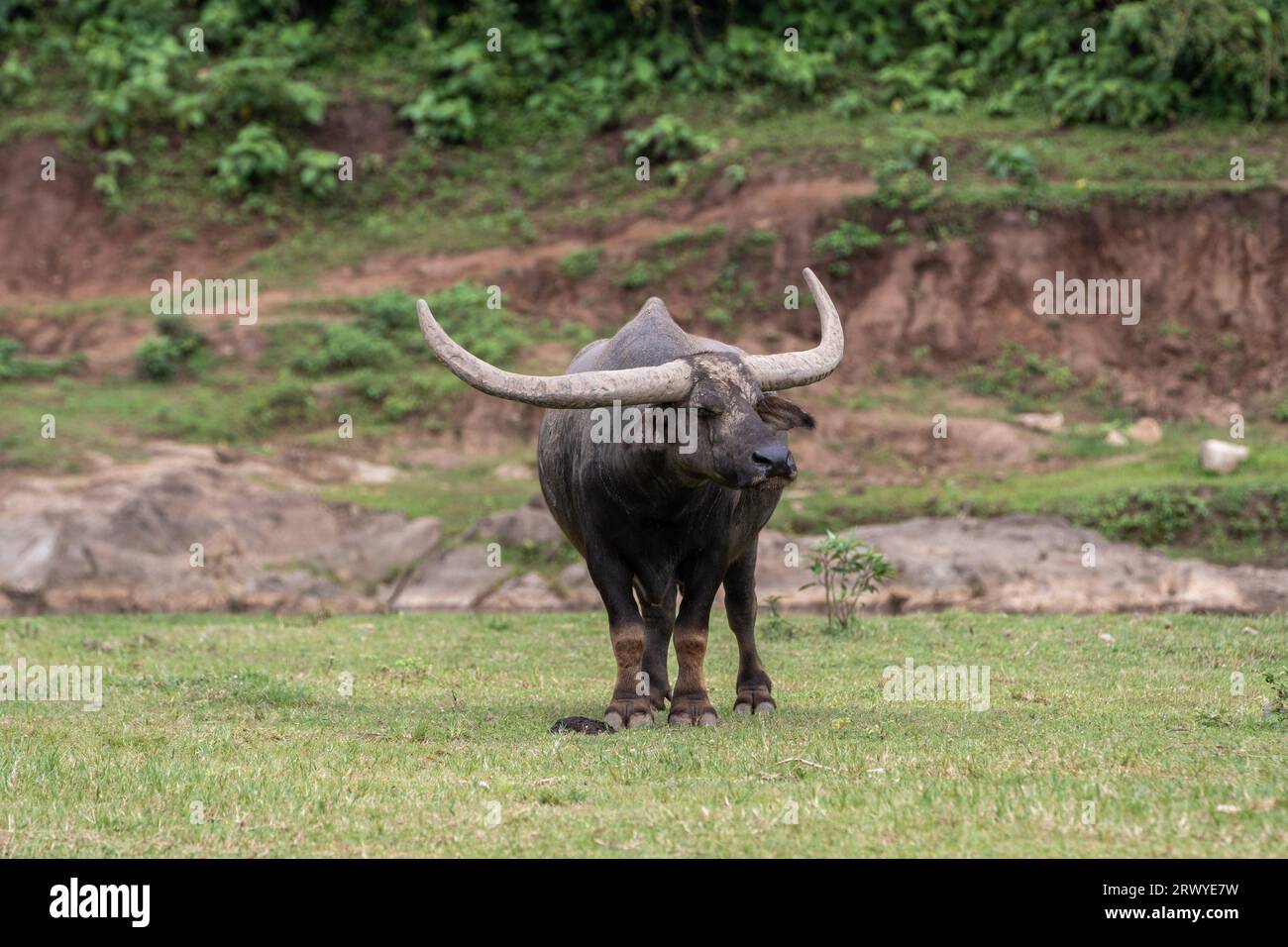 A Thai water buffalo is seen in the field, at the Elephant Nature Park ...