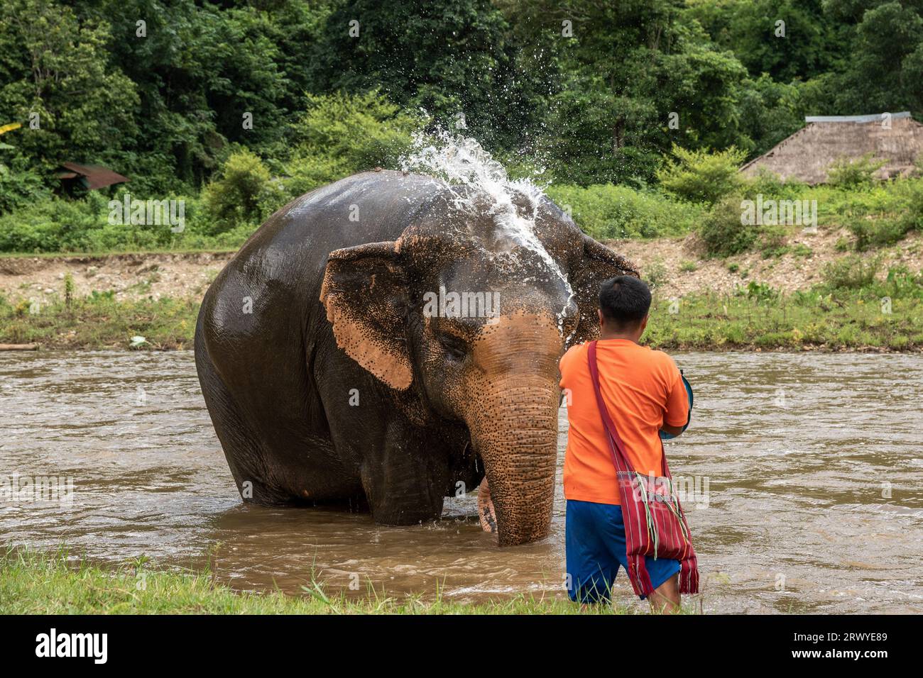 A volunteer is seen throwing water to an elephant bathing in a river ...