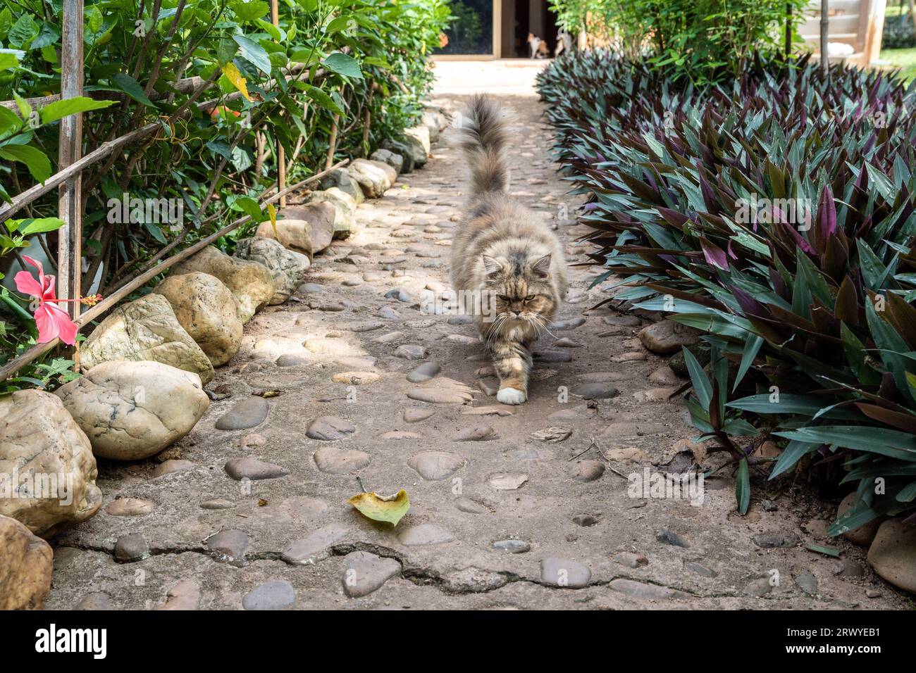 A rescue cat is seen walking in the alley of the garden of the Cat ...