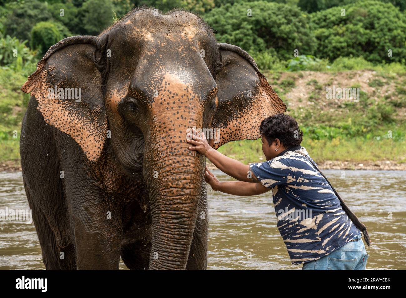 A volunteer caretaker is seen caressing an elephant, at the Elephant ...