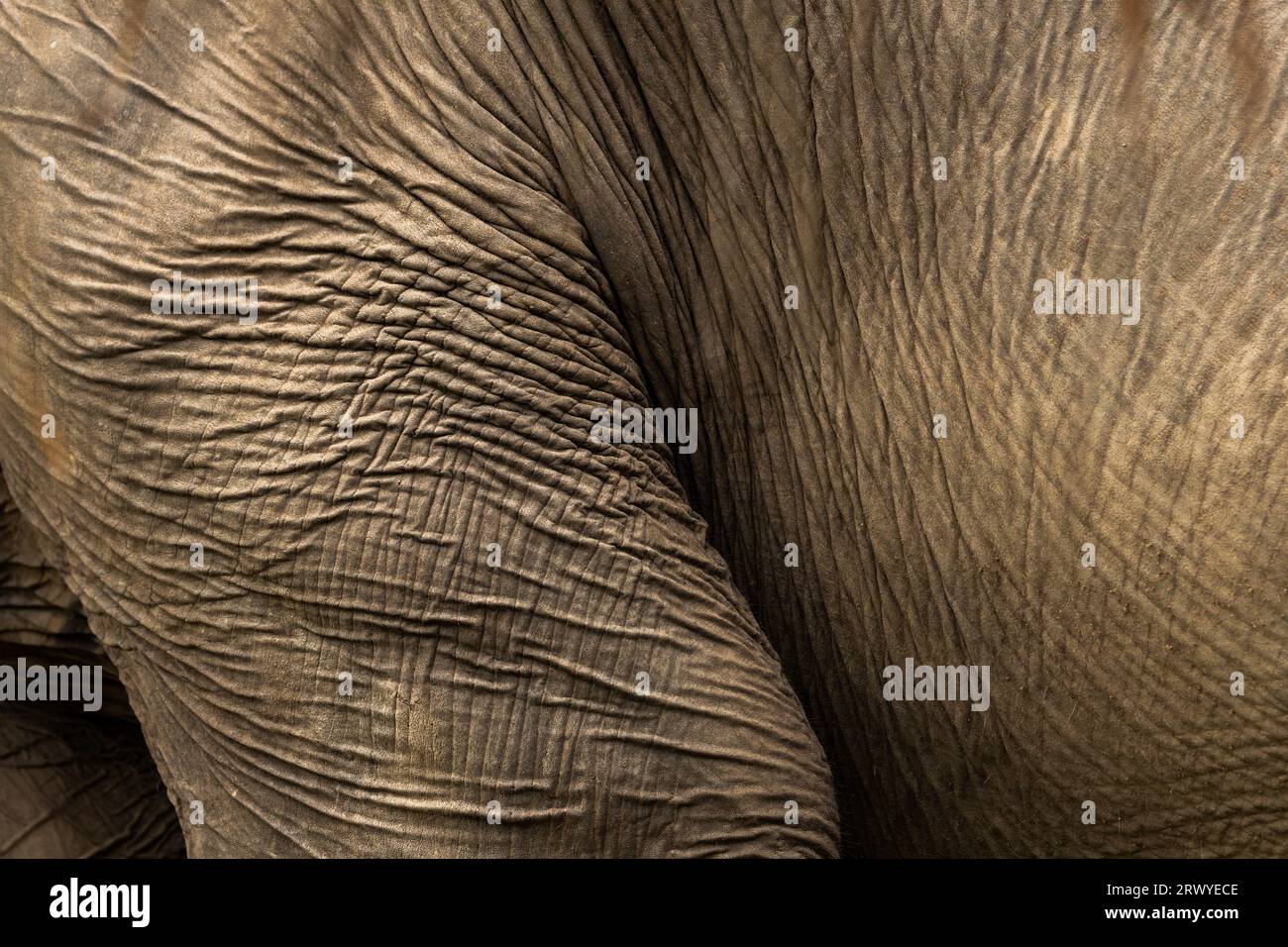 Elephant skin close up, at the Elephant Nature Park, a rescue and ...