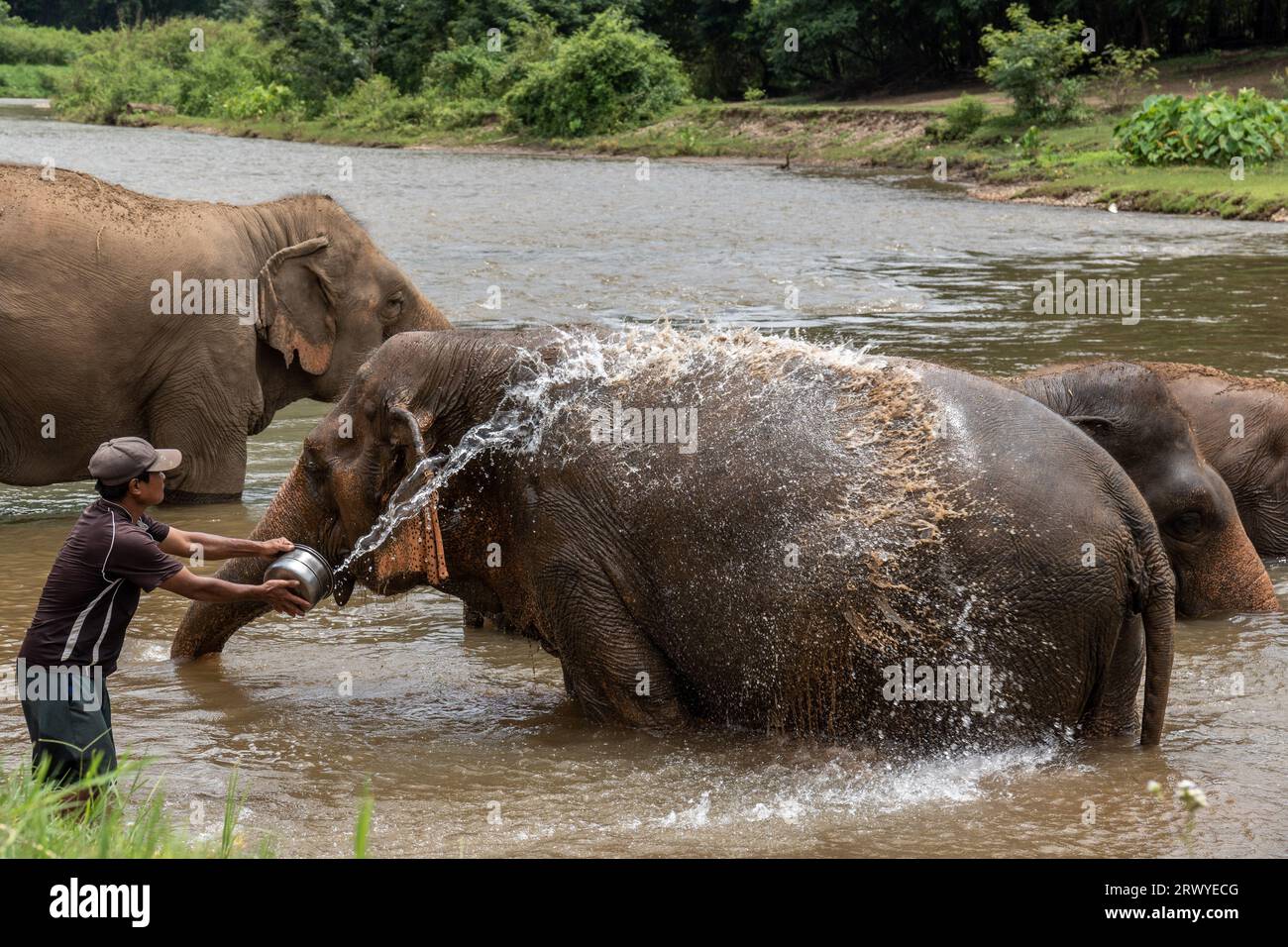 A volunteer is seen throwing water to an elephant in the river, at the ...