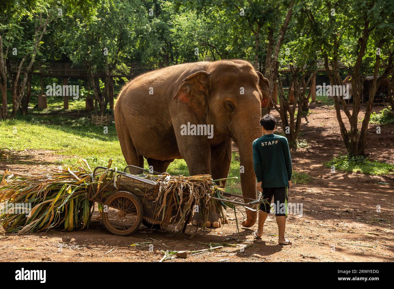 A staff is seen bringing corn leaves to an elephant in the early ...