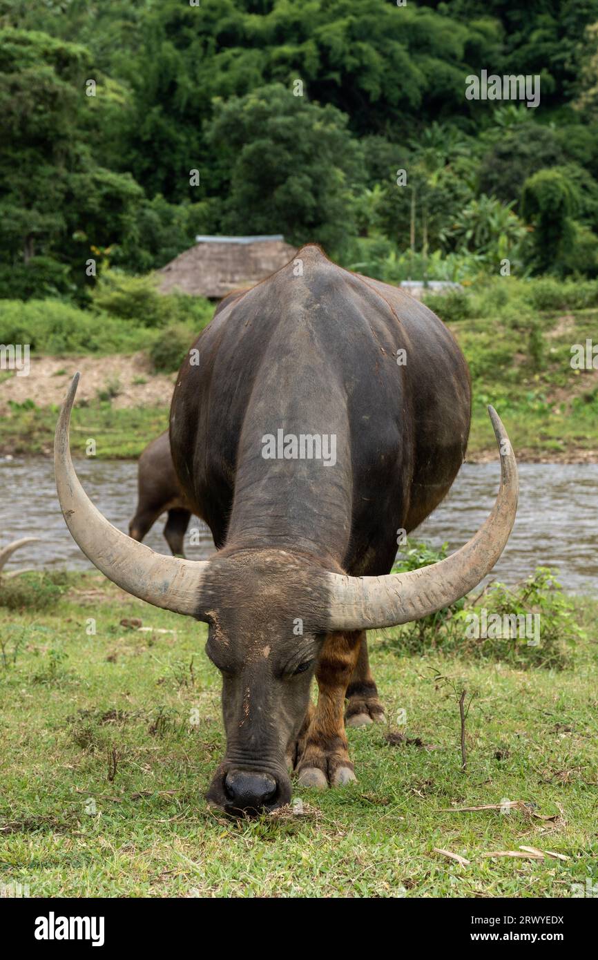 A Thai buffalo seen eating grass on the field, at the Elephant Nature ...
