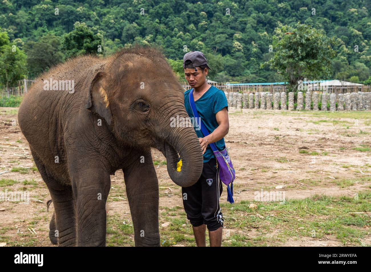 Taking care of elephants hi-res stock photography and images - Alamy