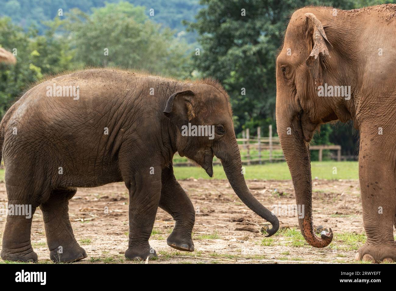 A female elephant is seen watching her baby, at the Elephant Nature ...