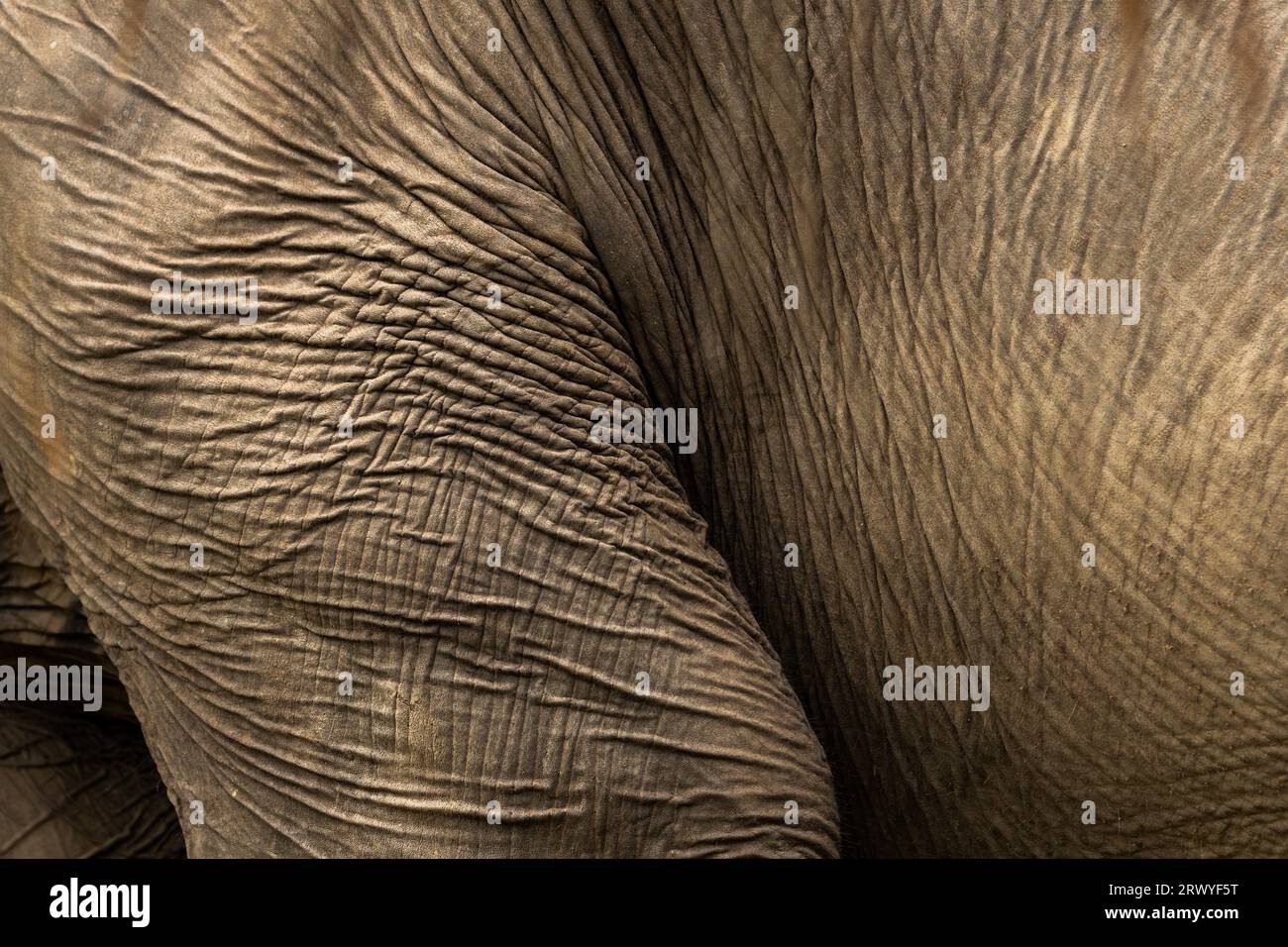 Chiang Mai, Thailand. 31st Aug, 2023. Elephant skin close up, at the ...