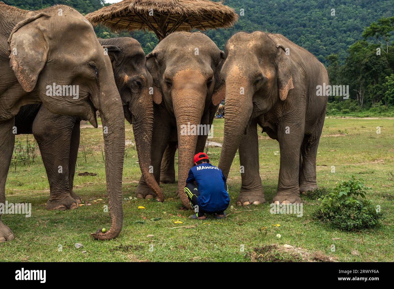Chiang Mai, Thailand. 31st Aug, 2023. A mahout is seen giving food to a ...