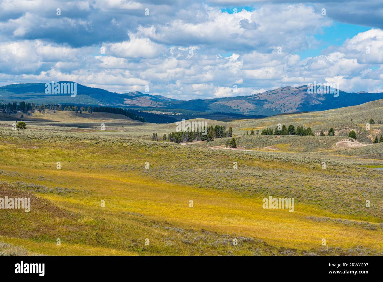 See Hayden Valley in Yellowstone National Park with yellow fields in ...
