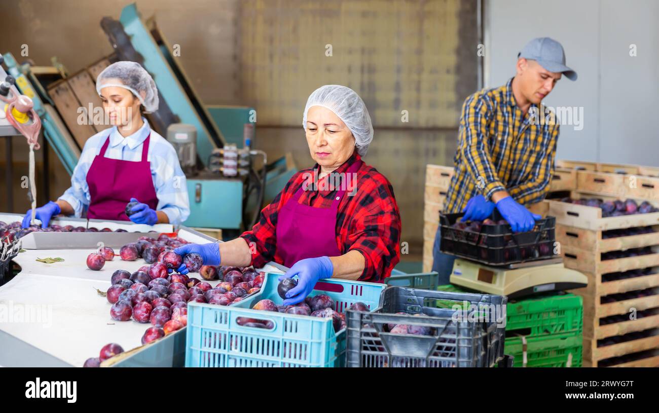 Woman sorting plums on producing grading line Stock Photo - Alamy