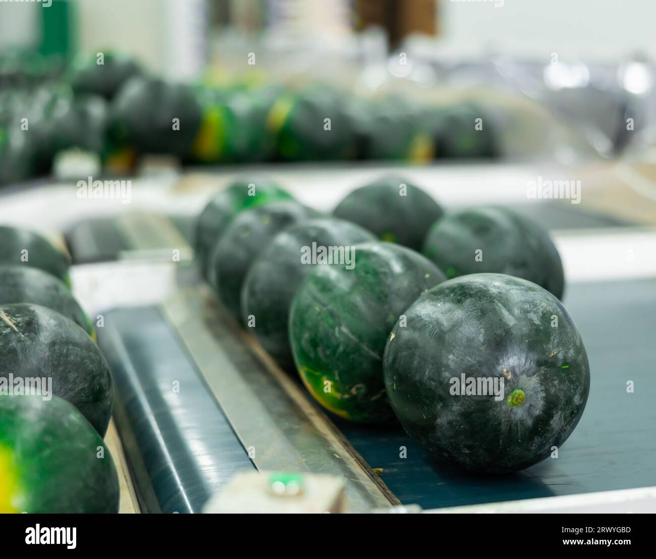 Fresh ripe watermelons on conveyor belt of sorting production line in ...