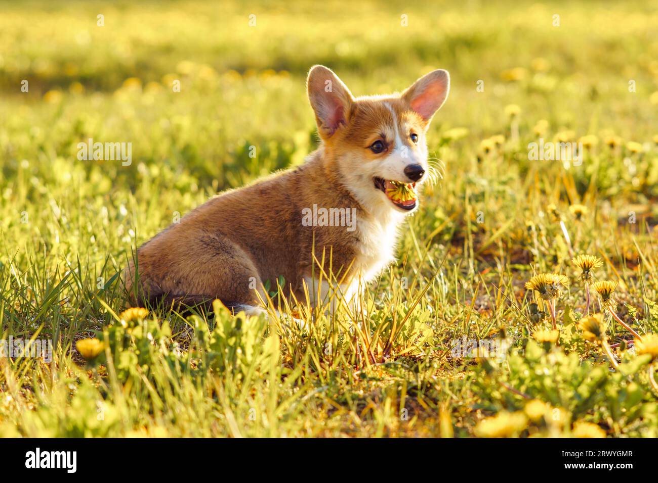 Portrait of wonderful young brown white dog welsh pembroke corgi ...