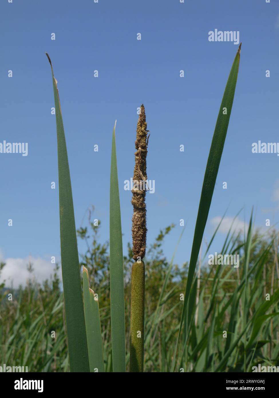 Derwenlas, Powys, UK - June 22 2023: a narrowleaf cattail (Typha ...