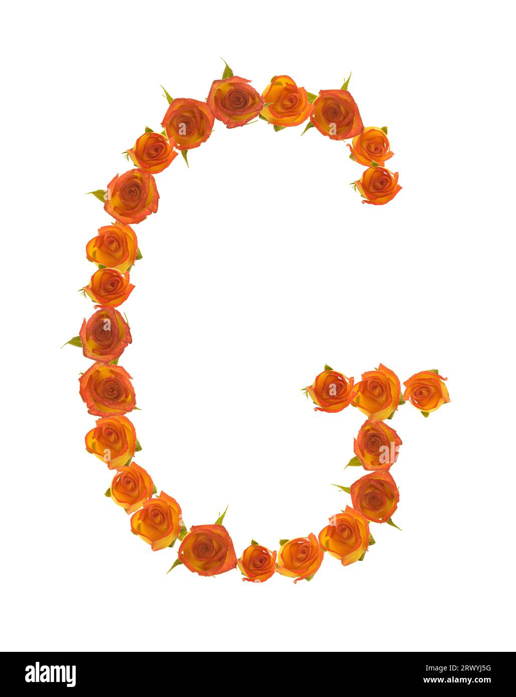 letter G made of sweetheart rose blossom of colorful wet yellow to red ...