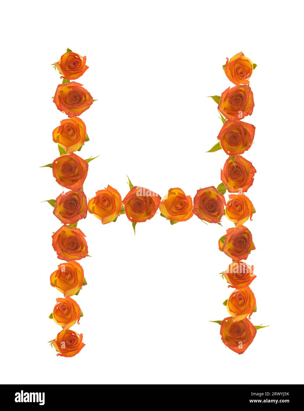 letter H made of sweetheart rose blossom of colorful wet yellow to red ...