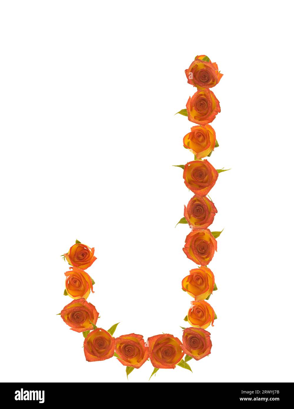 letter J made of sweetheart rose blossom of colorful wet yellow to red ...