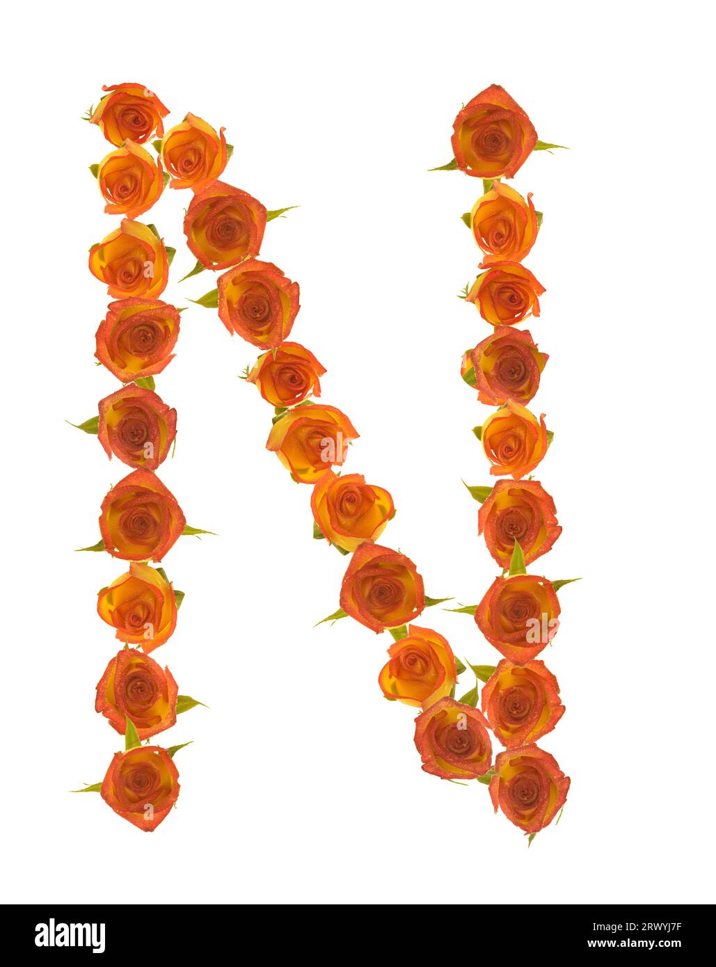 letter N made of sweetheart rose blossom of colorful wet yellow to red ...