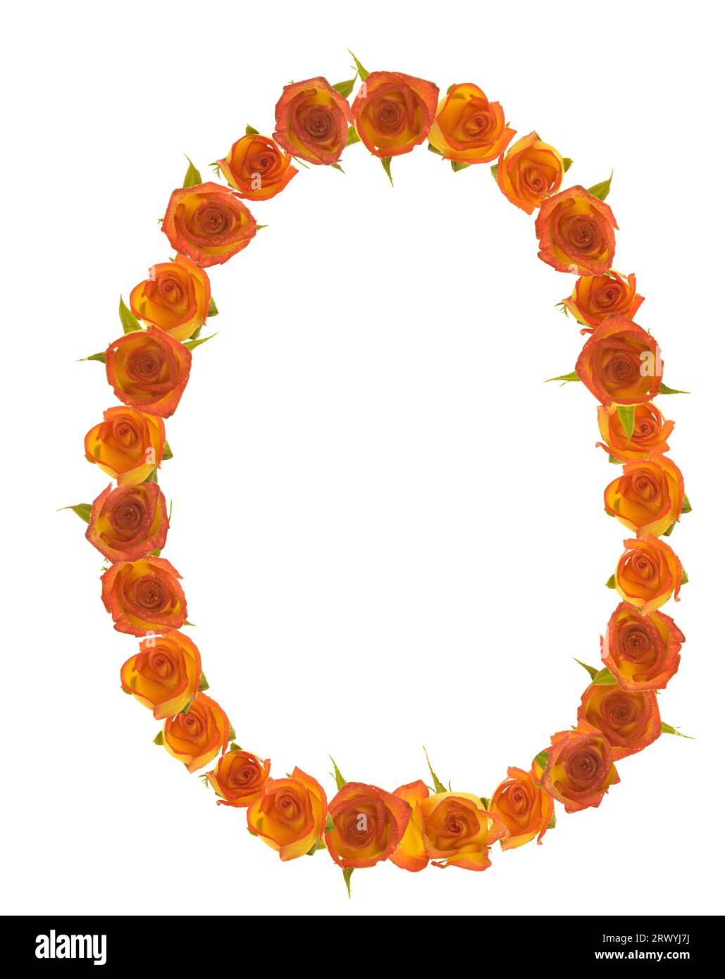 letter O made of sweetheart rose blossom of colorful wet yellow to red ...
