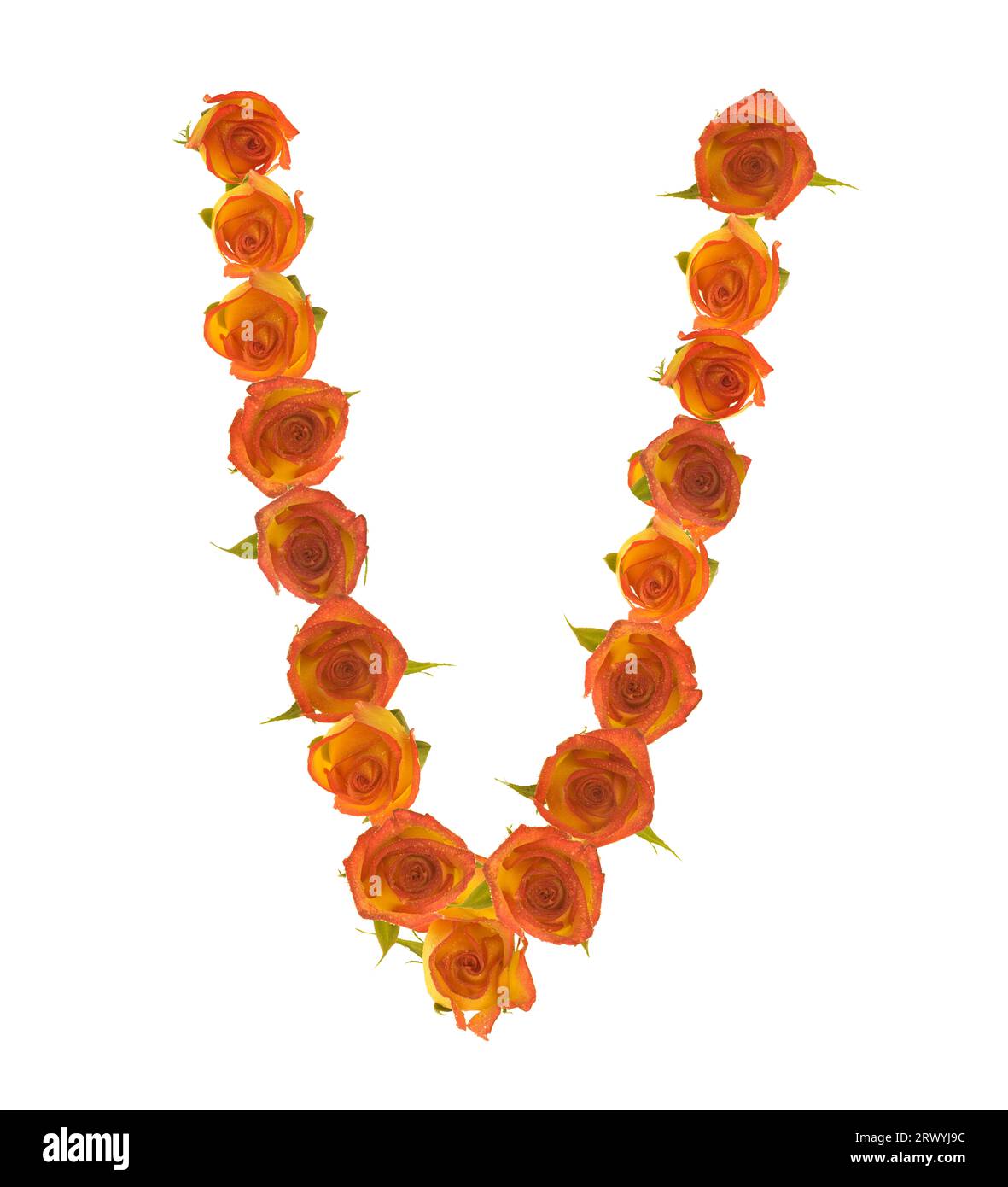 letter V made of sweetheart rose blossom of colorful wet yellow to red ...