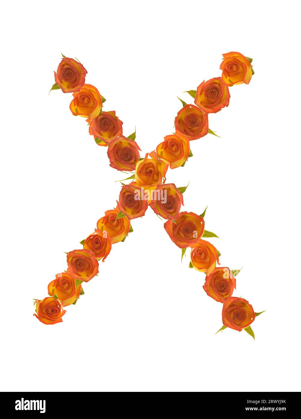 letter x made of sweetheart rose blossom of colorful wet yellow to red ...