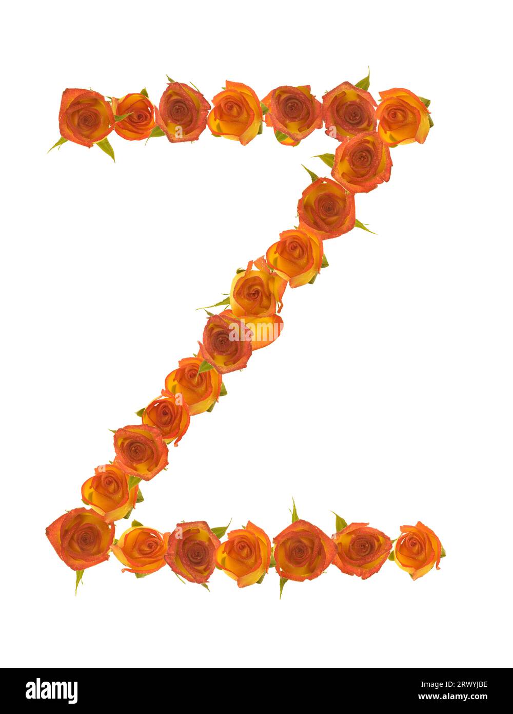 letter Z made of sweetheart rose blossom of colorful wet yellow to red ...
