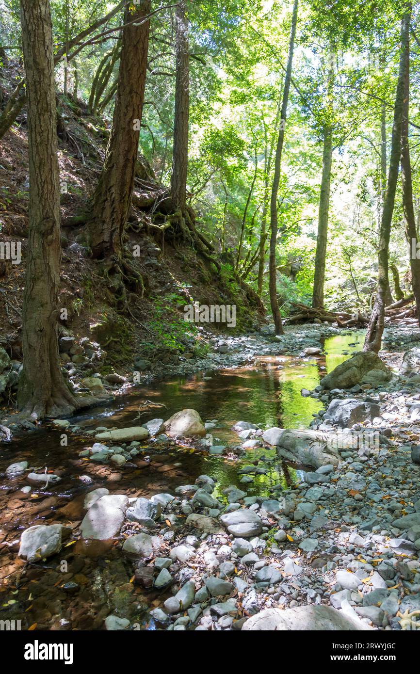 Tree trunk reflected in river hi-res stock photography and images - Alamy