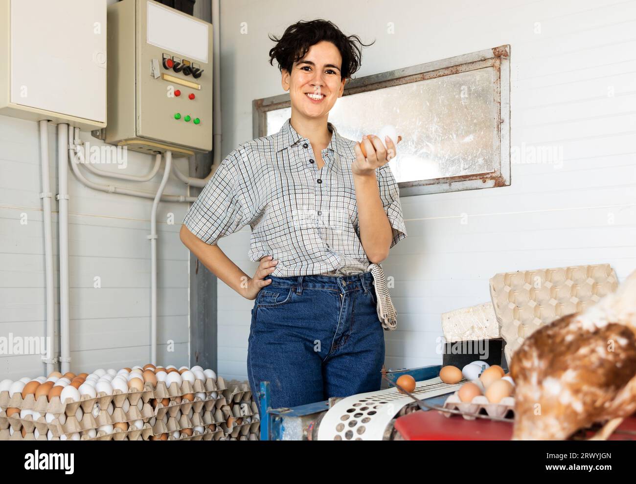 Positive woman picking fresh eggs from poultry farm conveyor Stock ...