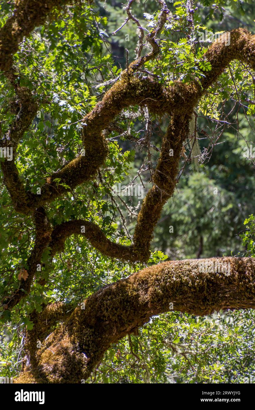 Tree branches of a large oak tree has lots of spanish moss and lichen ...