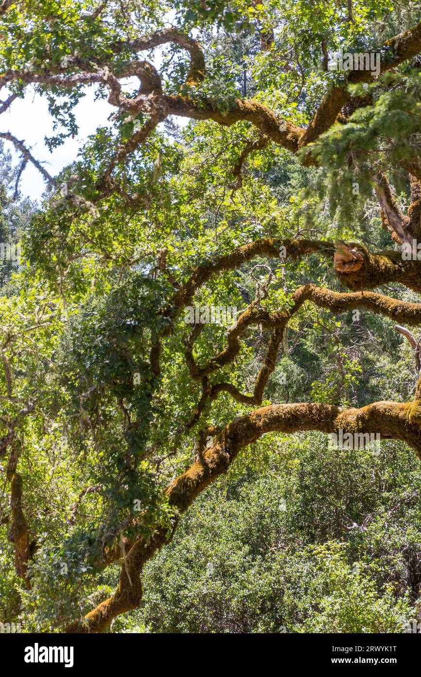 Tree branches of a large oak tree has lots of spanish moss and lichen ...