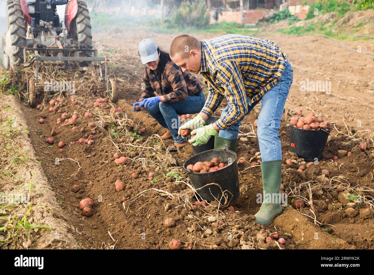 Focused farm workers harvesting organic potato crop on field Stock ...