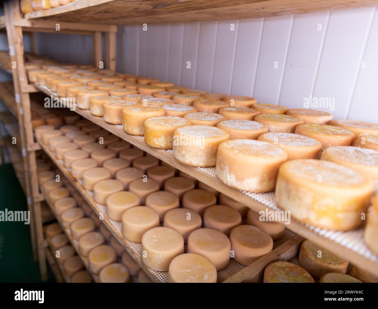Matured cheese wheels on shelves in cheese dairy Stock Photo - Alamy
