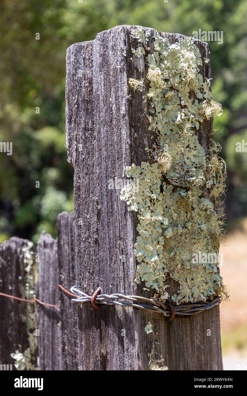 An old wooden fence post with lots of lichen growing on it. An out of ...