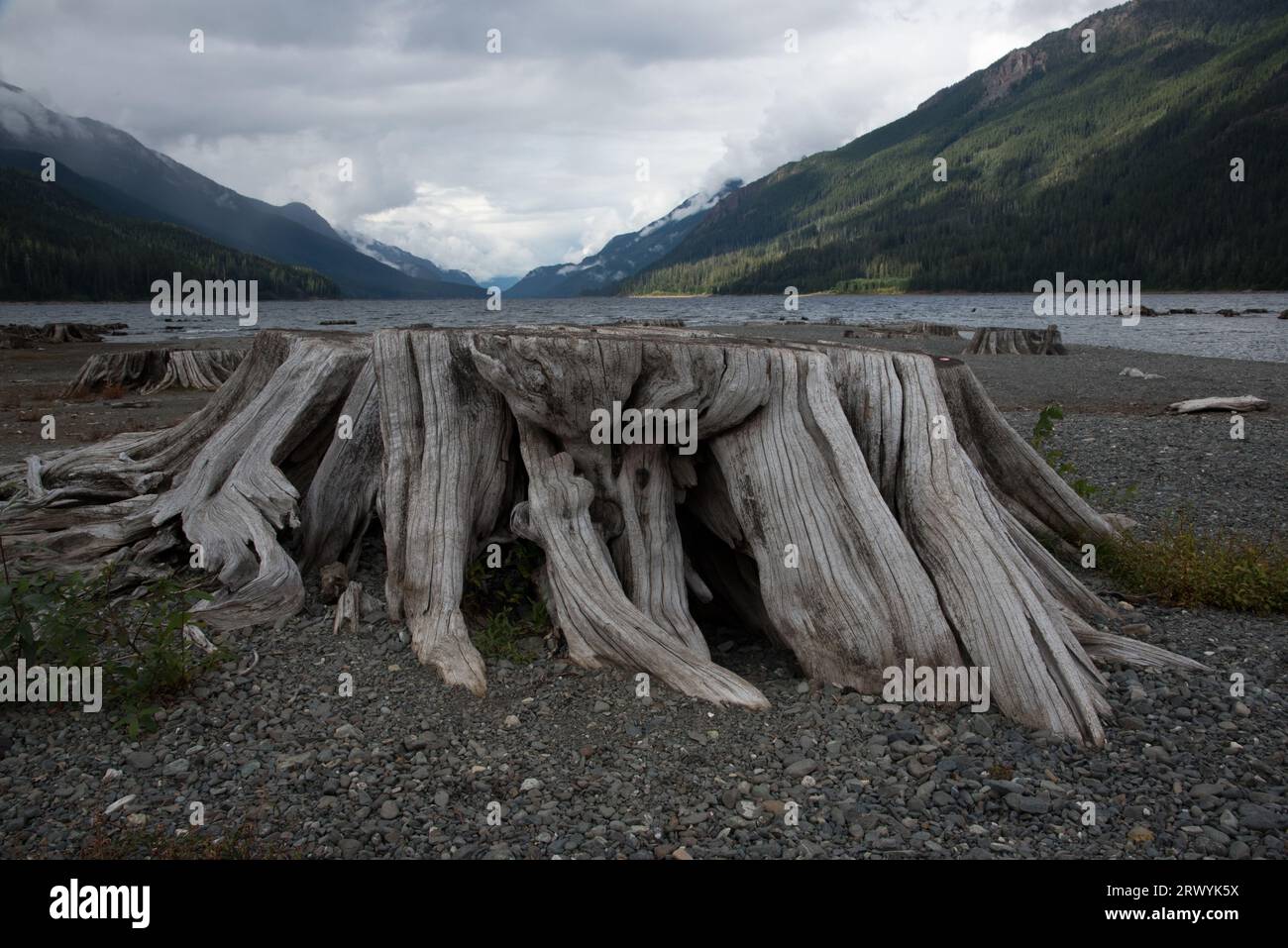 Tree stumps are covering the shores of Buttle Lake in Strathcona ...