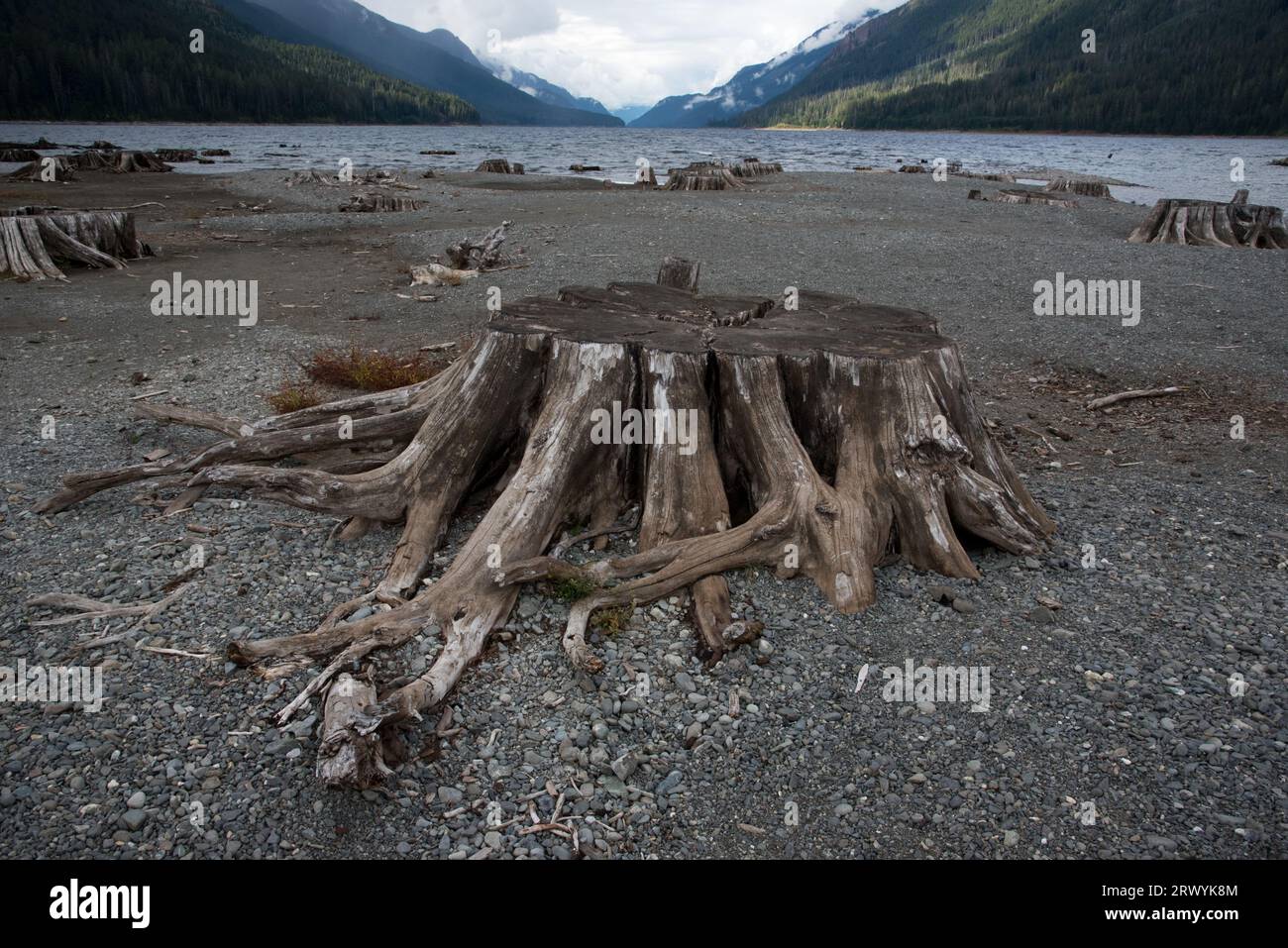 Tree stumps are covering the shores of Buttle Lake in Strathcona ...