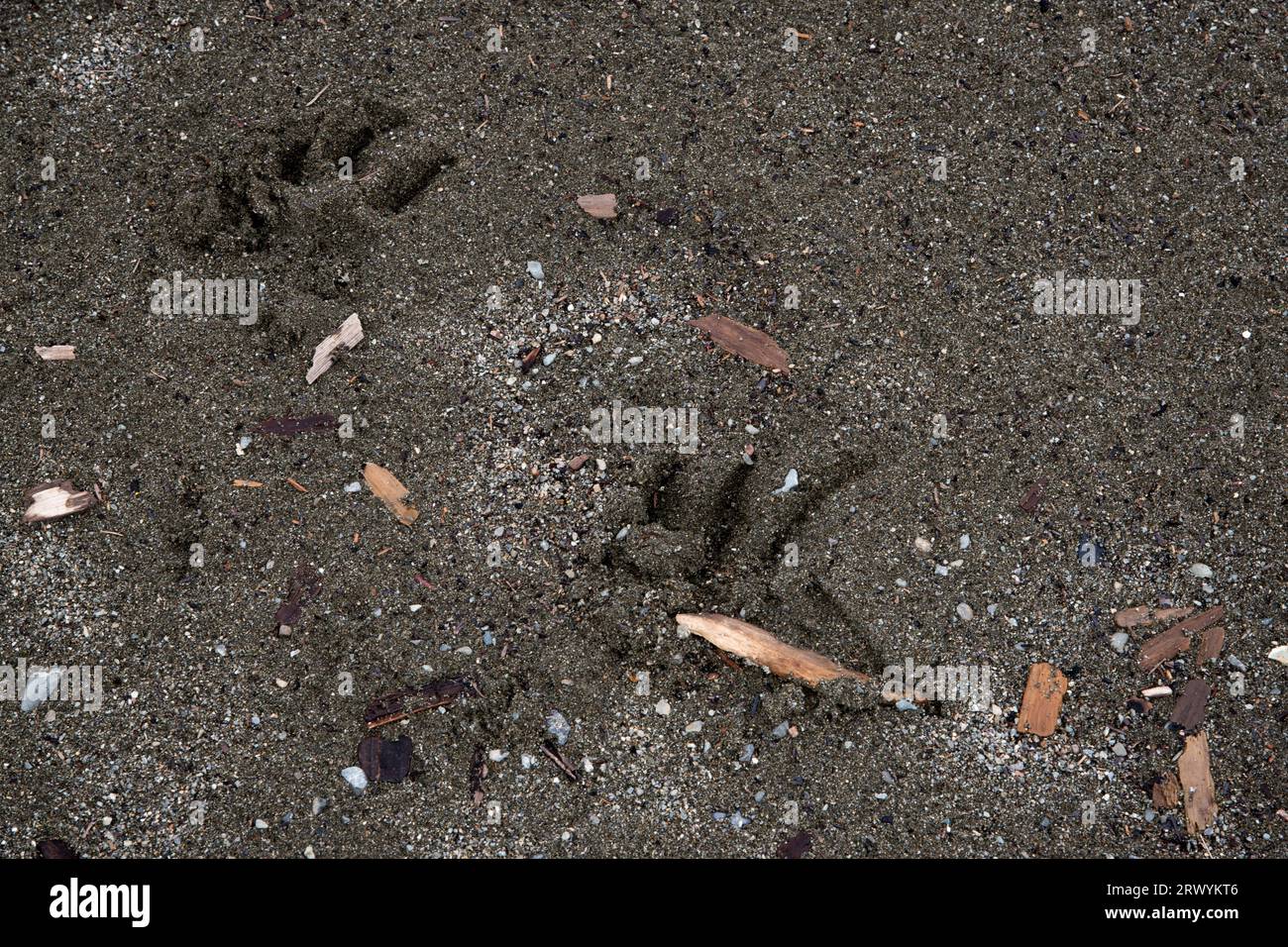 Strathcona provincial park bear hi-res stock photography and images - Alamy