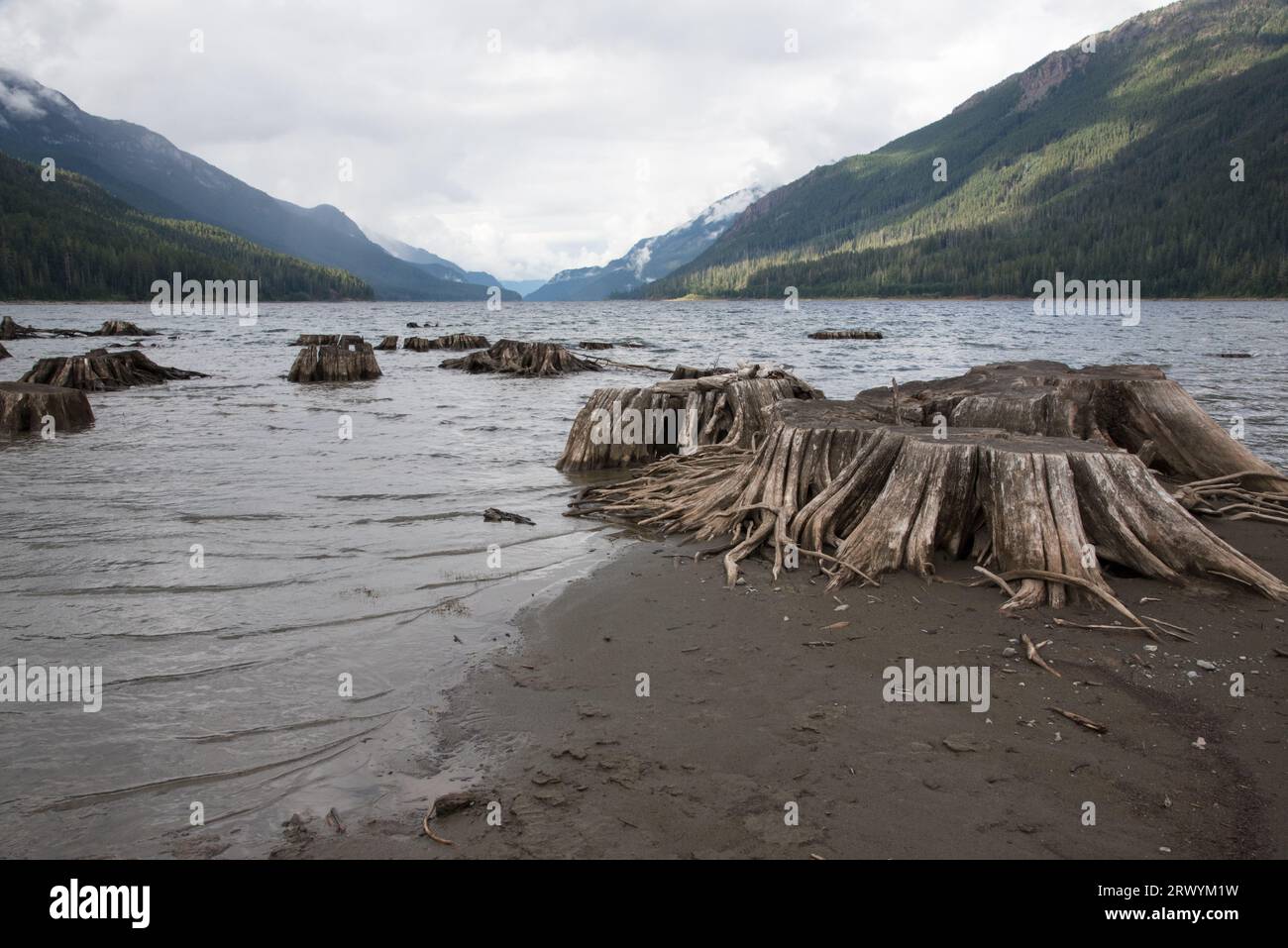 Tree stumps are covering the shores of Buttle Lake in Strathcona ...