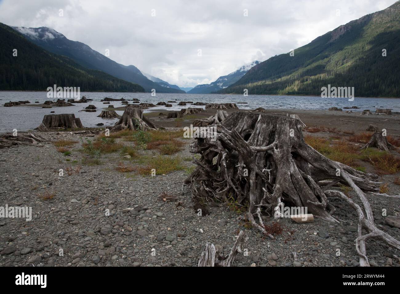 Tree stumps are covering the shores of Buttle Lake in Strathcona ...