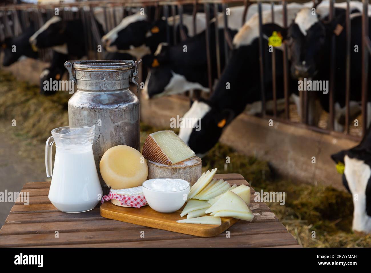 Dairy farm - table with dairy products in background of cows in stall ...