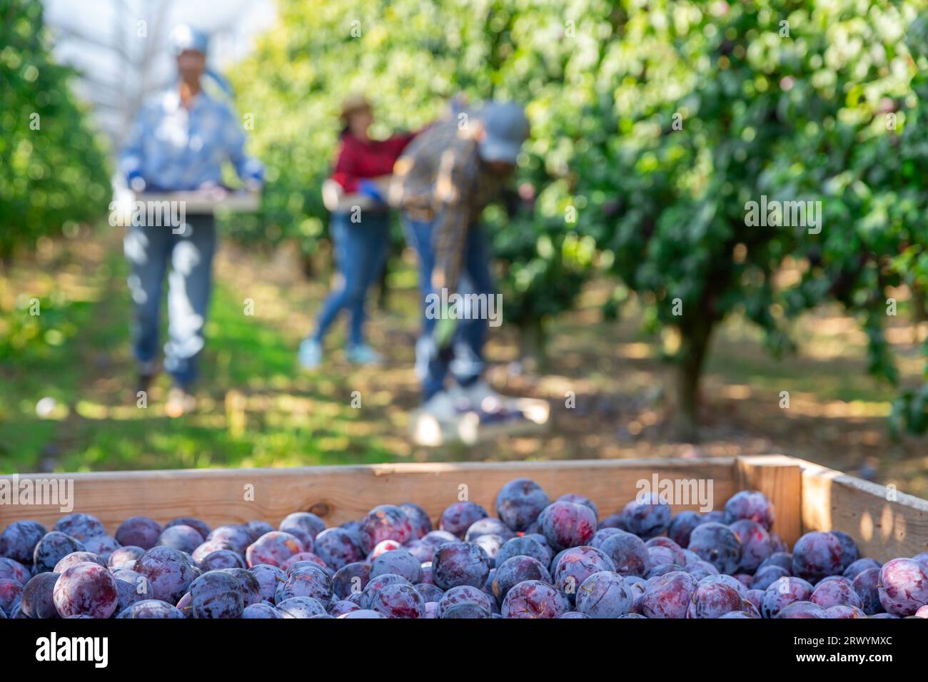 Boxes with harvested plums in garden on background with working farmers ...