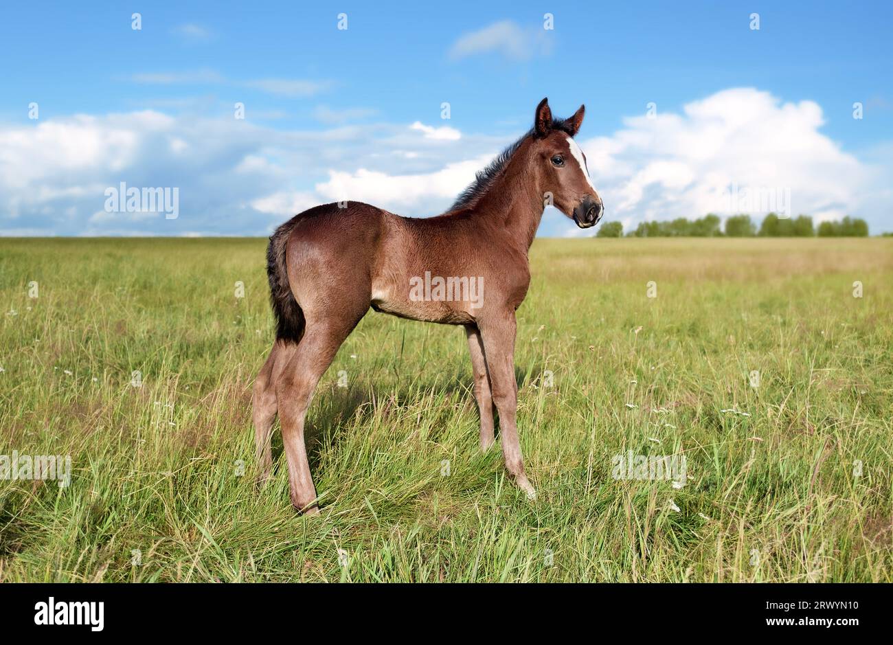 Beautiful foal is stand in the green grass. Pasture on a sunny summer ...