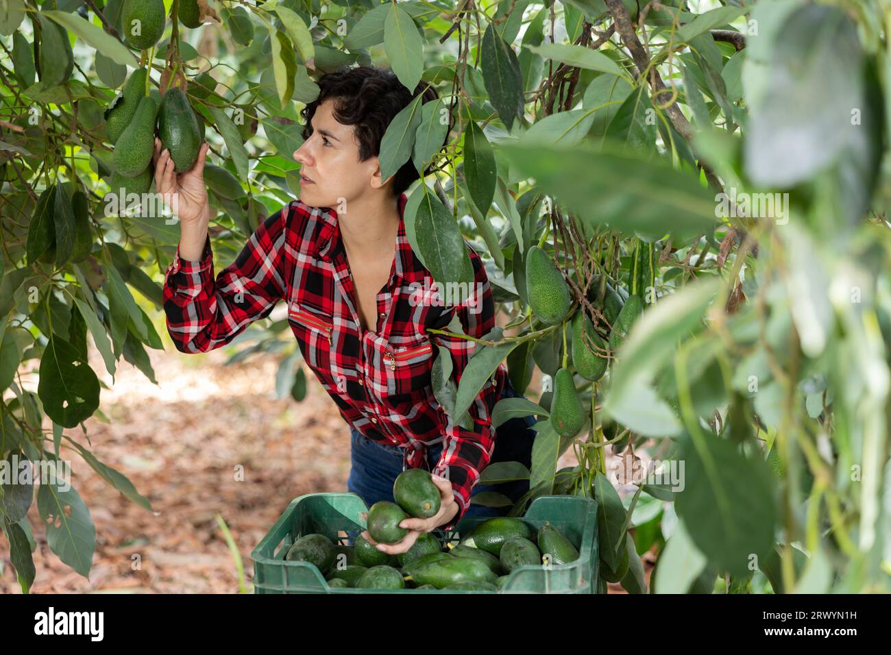 Avocado harvest peru hi-res stock photography and images - Alamy