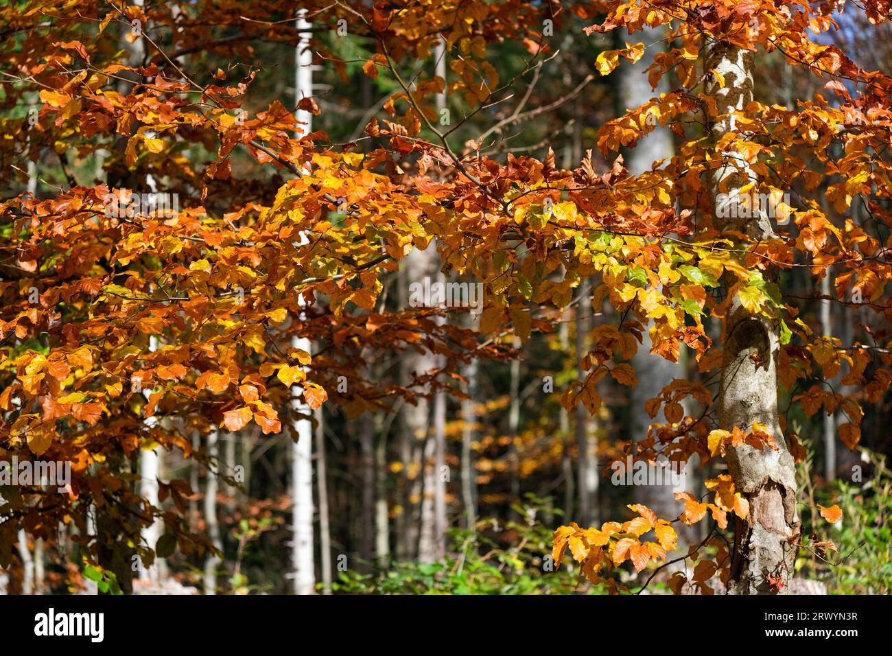 autumn time, colorful fall, colorful beech trees, sunny autumn day ...