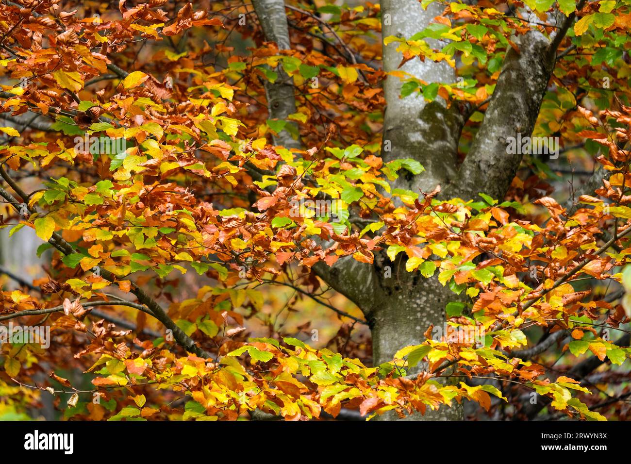 autumn time, colorful fall, colorful beech trees, sunny autumn day ...